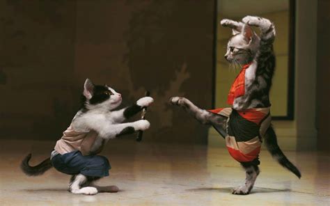 Wallpaper Funny Cats Fight Wallpaper