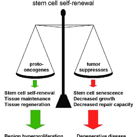 Pdf Stem Cell Self Renewal And Cancer Cell Proliferation Are