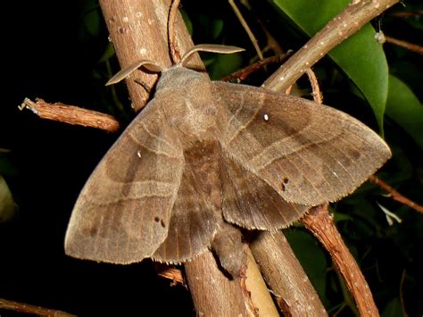 Lebeda Nobilis Lebeda Lasiocampidae Species Silkmoths And More
