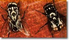Blow Fly Vs House Fly Vs Cluster Fly Pest