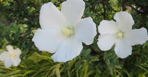 「白木槿」｜椿