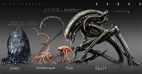 Xenomorph Life Cycle By Kira Zhuravel Know Your Meme
