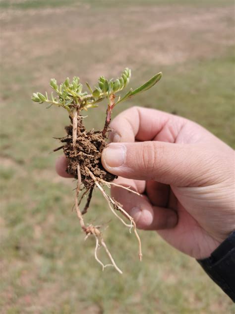 Functional Ecology Plain Language Summaries For Every Paper Published In Functional Ecology