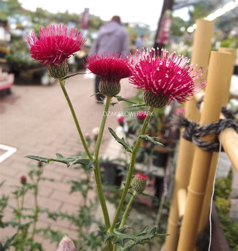 アザミ（薊） オザキフラワーパーク