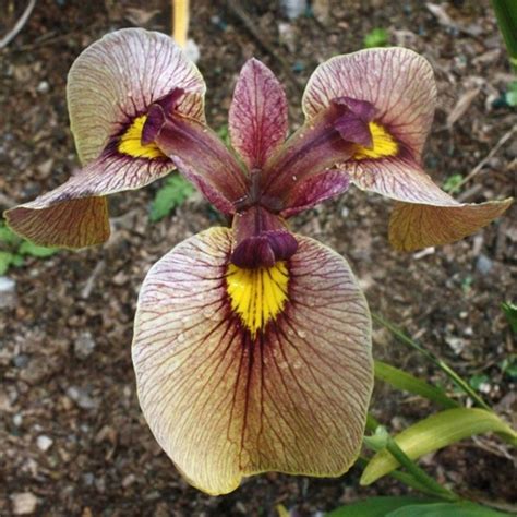 Iris Pseudata Yarai Barerooted