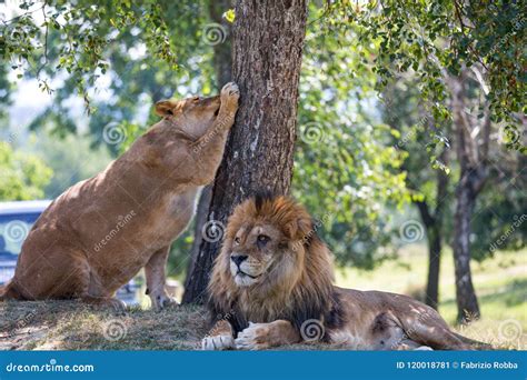 Lioness Tree Climbing Serengeti Lion Safari Portrait Stock Photography CartoonDealer