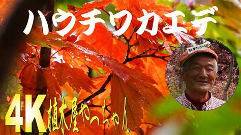 ハウチワカエデ 紅葉 2022 YouTube