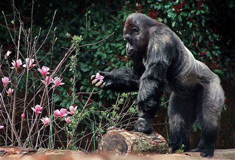 44 Heartwarming Facts About Koko The Gorilla Who Knew Sign Language