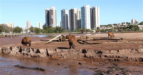 Governo do Estado inicia drenagem do lago maior do Parque das Nações Indígenas SEMADESC