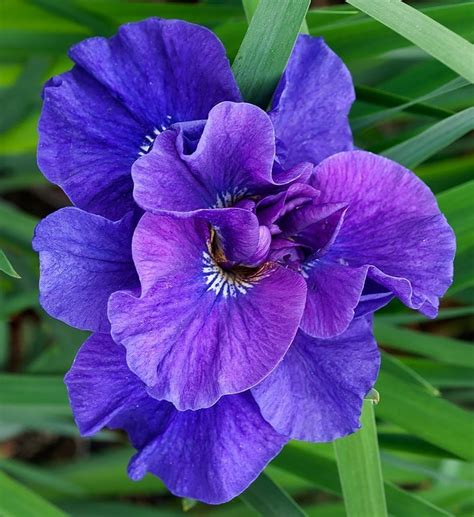 Ирис сибирский Кабум Kaboom