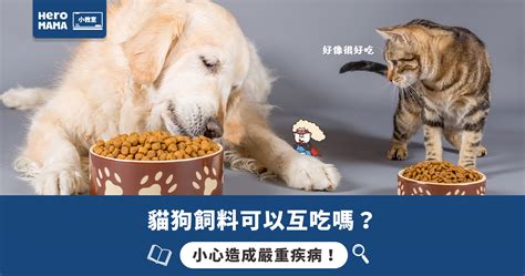 貓咪能吃狗糧嗎？當心營養失衡，引發健康問題！ Heromama Hk