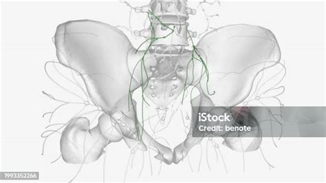 These Are Broadly Referred To As Mesenteric Lymph Nodes And More