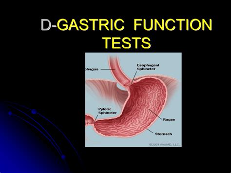 Gastric Function