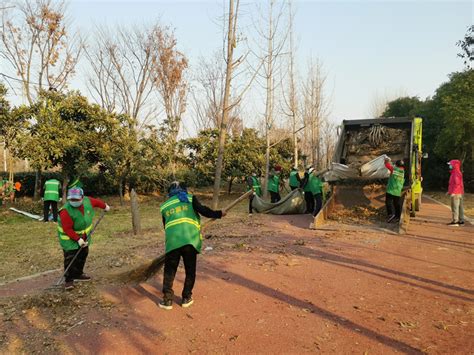 园林部门为道路景观植物梳妆打扮 周口市人民政府