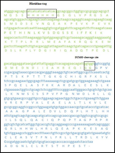 Construct Of The Recombinant Plasmid Pet Sumo Il 29 Clone Il 29 Gene
