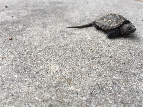 Free Images Sand Soil Sea Turtle Reptile Fauna 3264x2448