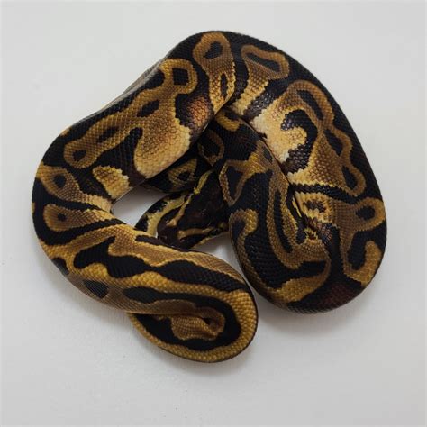 Enchi Leopard Ball Python By Bandg Reptiles Morphmarket