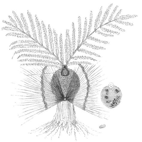 Wheat Kernel Diagram Illustrations Royalty Free Vector Graphics And Clip Art Istock