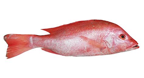 Snapper Africaribca