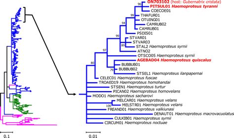 Bayesian Phylogenetic Tree Of A 479 Bp Segment Of The Cyt B Gene Of