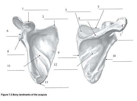 Chapter 7 Figure 72 Bony Landmarks Of The Scapula Diagram Quizlet