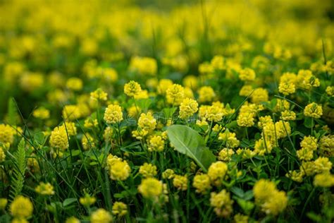 Dense Patch Of Trifolium Dubium Lesser Trefoil Featuring Small