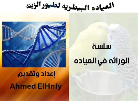 العياده البيطريه لطيور الزينه 👈جميع طفرات البادجي الاسترالي وشرحها