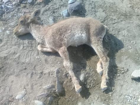 Бог малын мялзан өвчин янгирт халдварлаж эхэллээ Wwf