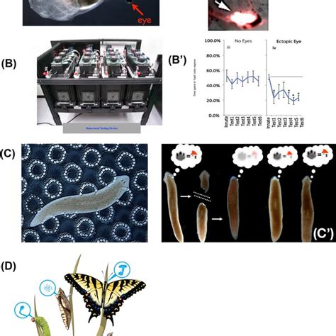 Cognitive Scaling A Rat Learning To Press A Lever To Get A Reward