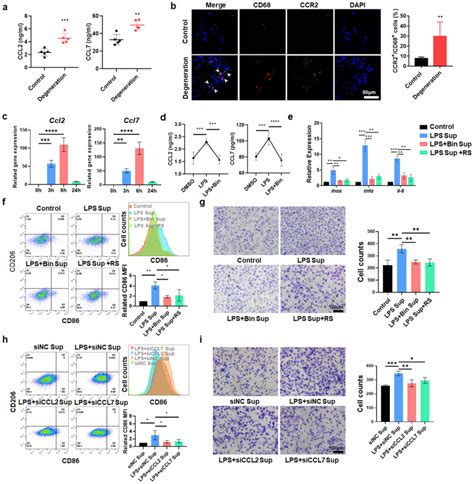 Nucleus Pulposus Cells Regulate Macrophages In Degenerated Intervertebral Discs Via The