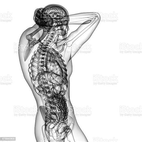 Photo Libre De Droit De Rendu 3d Medical Illustration De Lanatomie