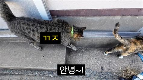 일본의 고양이 섬 아이노시마 섬 여행기 [ 일본규슈 2 ] Youtube