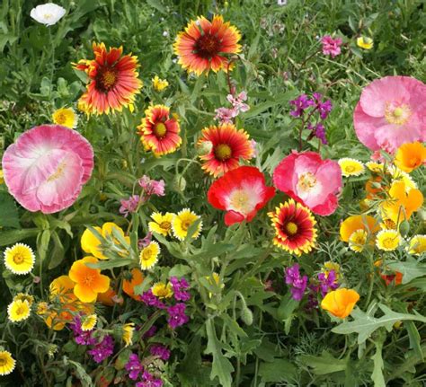 Southwest Wildflower Seed Mixtureapplewood Seed Company