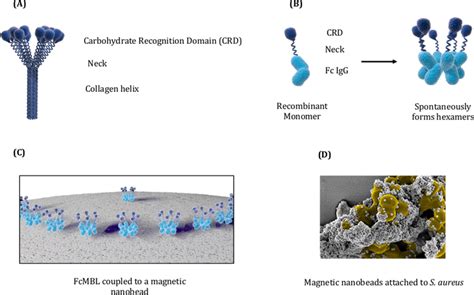 Engineering Of Fc Mannose Binding Lectin Fcmbl A Engineering Of Download Scientific