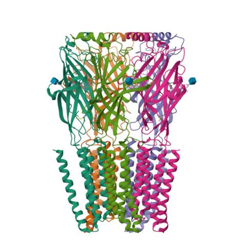Rcsb Pdb 8bho Gaba A Receptor A5 Homomer A5v3 L655708