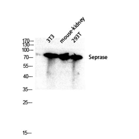 Anti Fap 1 Antibody A95883