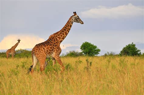 Giraffes In Masai Mara National Park Kenya African Safari Safari