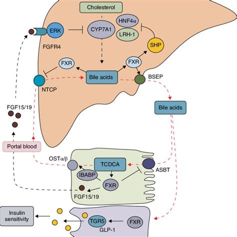 2 Bile Acid Synthesis Pathways A The Classic And Alternative Bile
