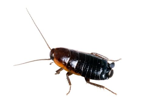 Types Of Cockroaches In The Uk Dyno Pest