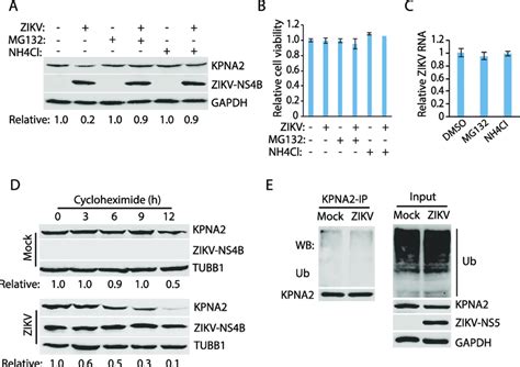Zikv Infection Induces Kpna2 Degradation Via The Lysosomal Pathway A