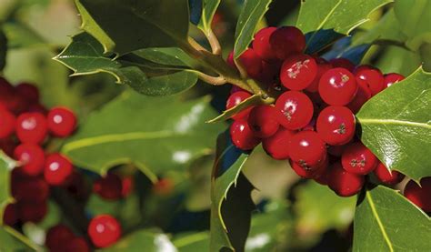 Ilex Meserveae Heckenfee Baumschule Steiner Gmbh