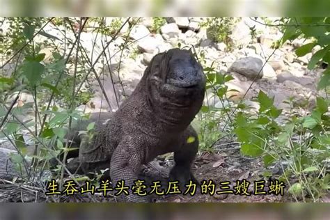 三嫂巨蜥这辈子没想过自己会被鱼刺卡喉咙