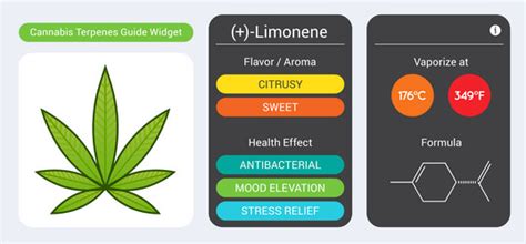 Ui Cannabis Terpene Guide Information Chart Aroma Vector Image