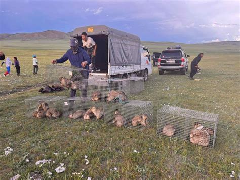Архангай аймгийн зарим сумдад тарвага нутагшуулах ажлыг зохион байгуулжээ