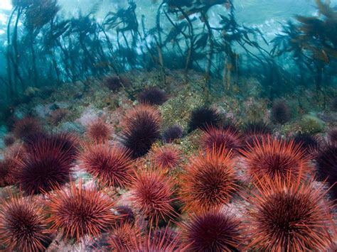 The Most Staggering Health Benefits Of Sea Urchins Health Cautions