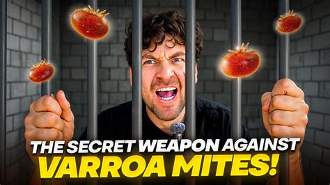 The Secret Weapon Against Varroa Mites Enforcing A Brood Break With Oxalic Acid