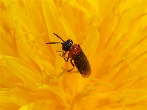 Eutomostethus Ephippium British Nature Guide