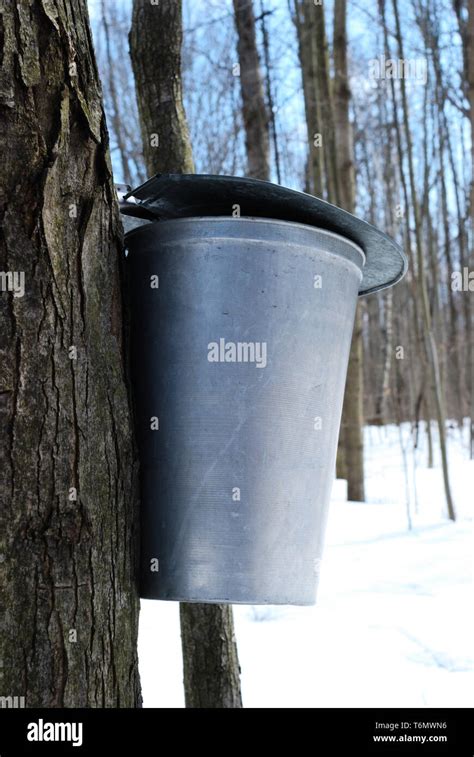 Collecting Maple Sap Stock Photo Alamy