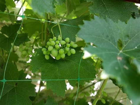 Зробіть це з виноградом у травні щоб згодом отримати щедрий урожай Календар робіт Читайте на