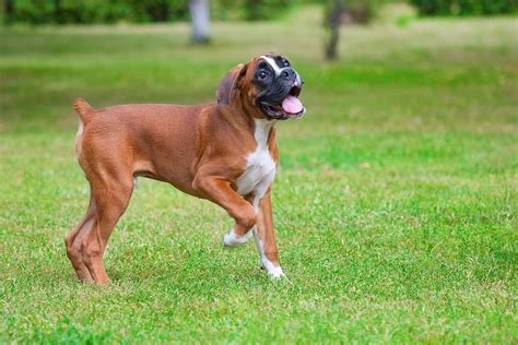 Kc Boxer Puppies For Sale Cheap Sale Danzhaocc